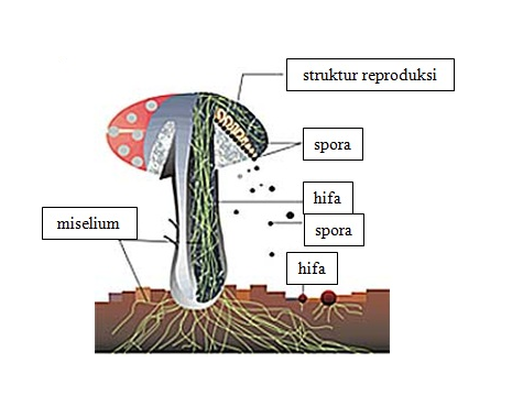 Kingdom Fungi - ARIFUBLOG