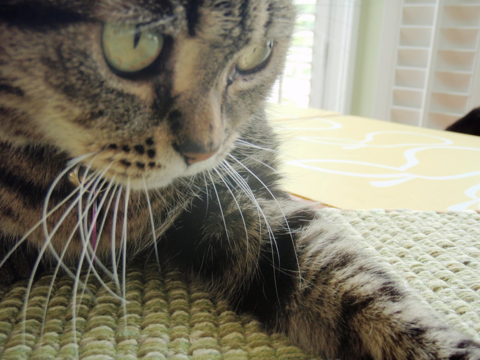 The Chronicles of Cardigan: A Bunch of Lovely Tigger Photos (because I ...