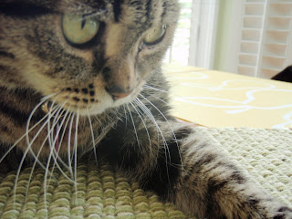 The Chronicles of Cardigan: A Bunch of Lovely Tigger Photos (because I ...