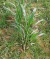 Anim Agro Technology: TEKNOLOGI TANAM NAPIER - HASIL BAIK