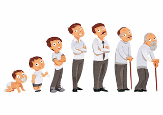 Etapas de la vida ~ cedeca virtual