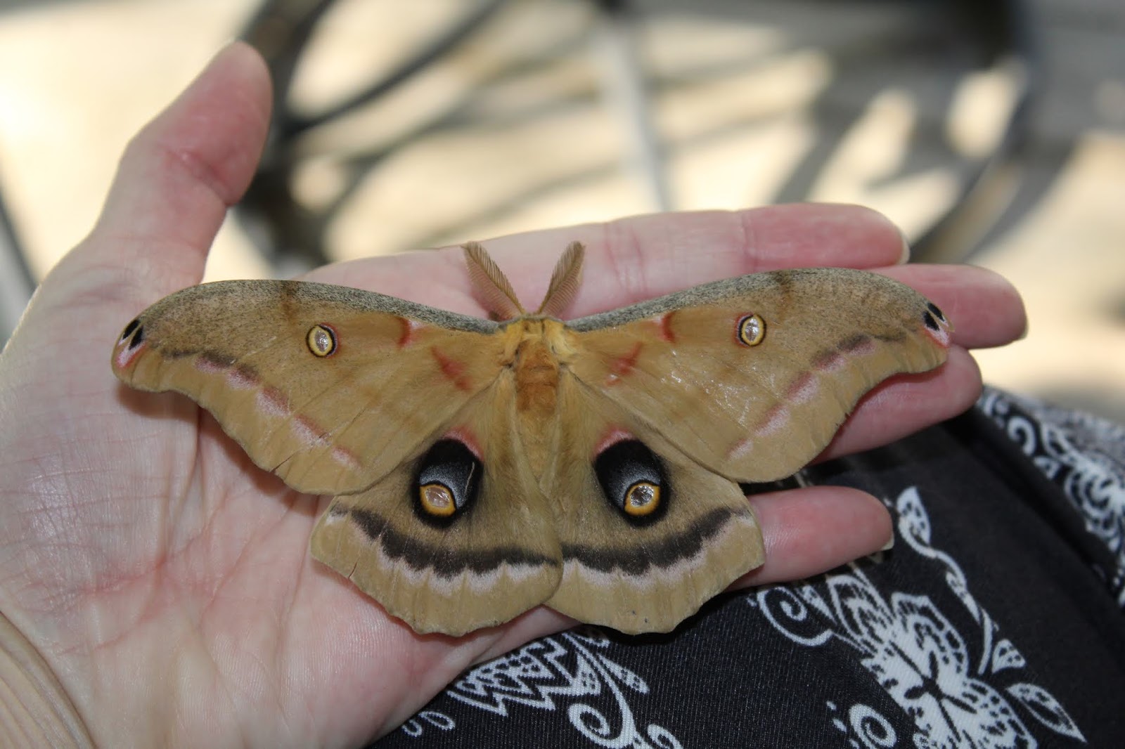 Dispatches from Can of Duck: Polyphemus Moth