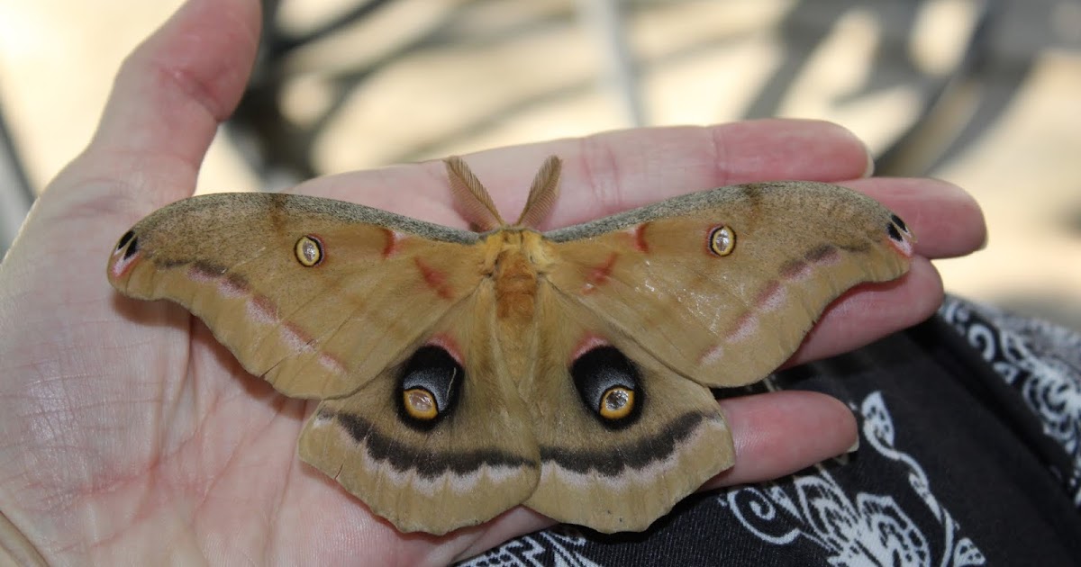 Dispatches from Can of Duck: Polyphemus Moth