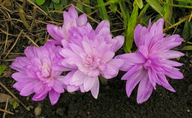 The Flower Bin: Time to plant fall blooming bulbs.