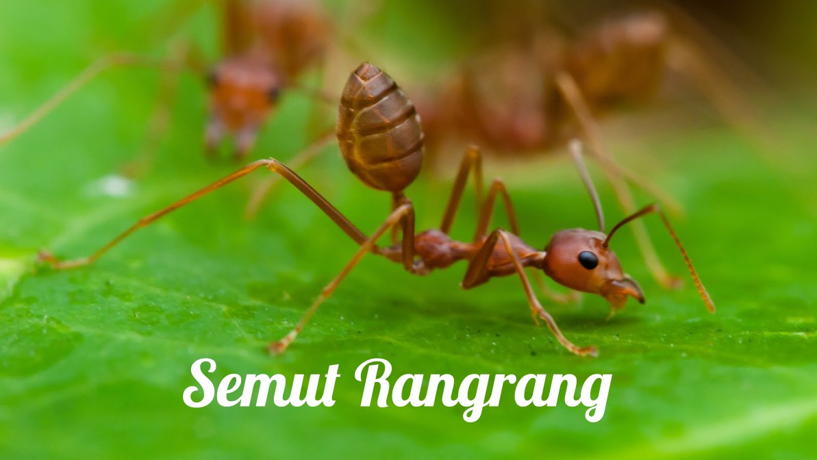 Cara Membasmi Ulat Bulu dengan Pestisida Alami - JoOZ Blog