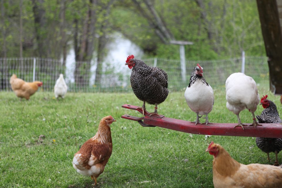 EggCartons.com Roost: About EggCartons.com and our Customers