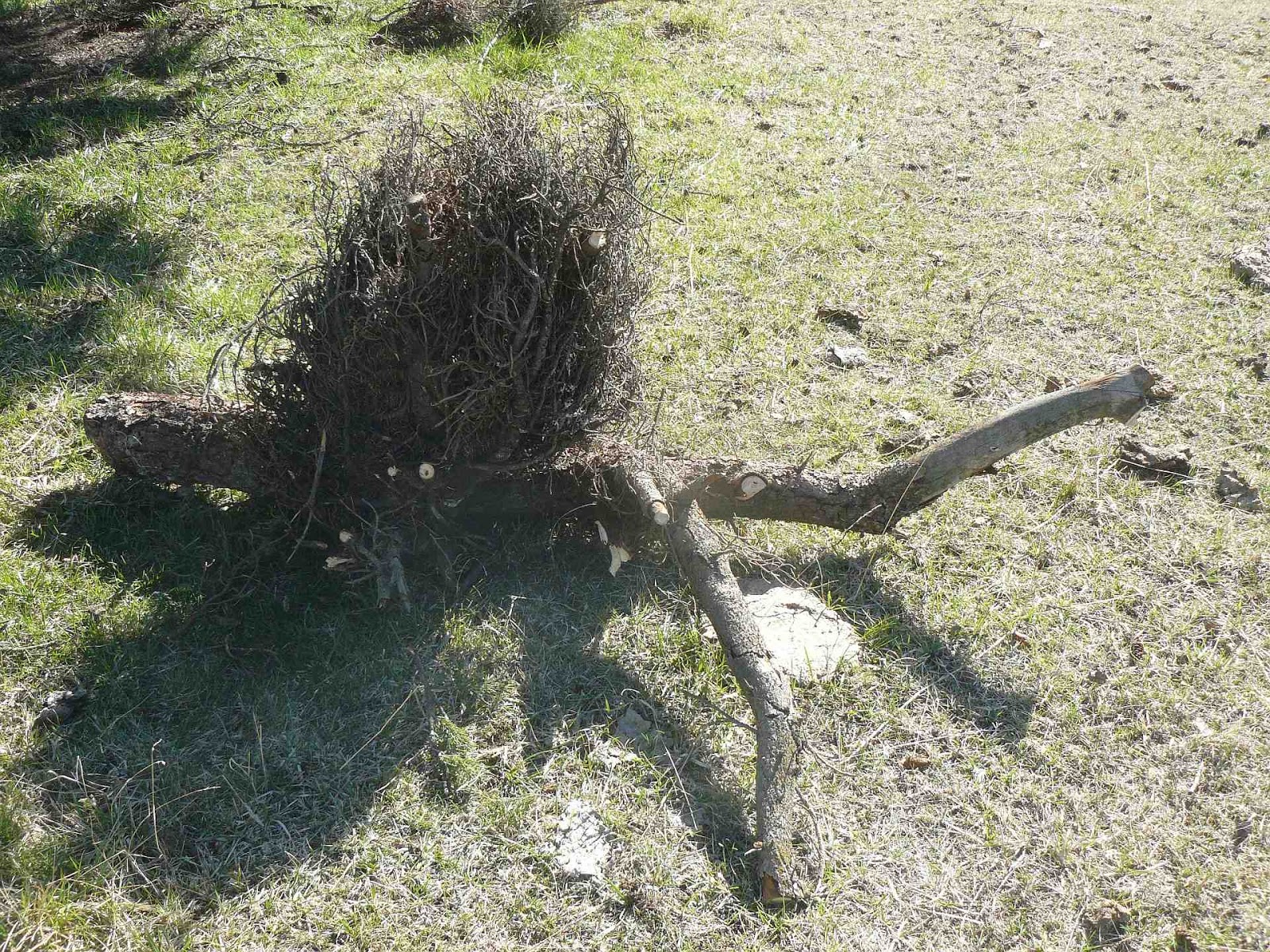 Life among the Tall Pines