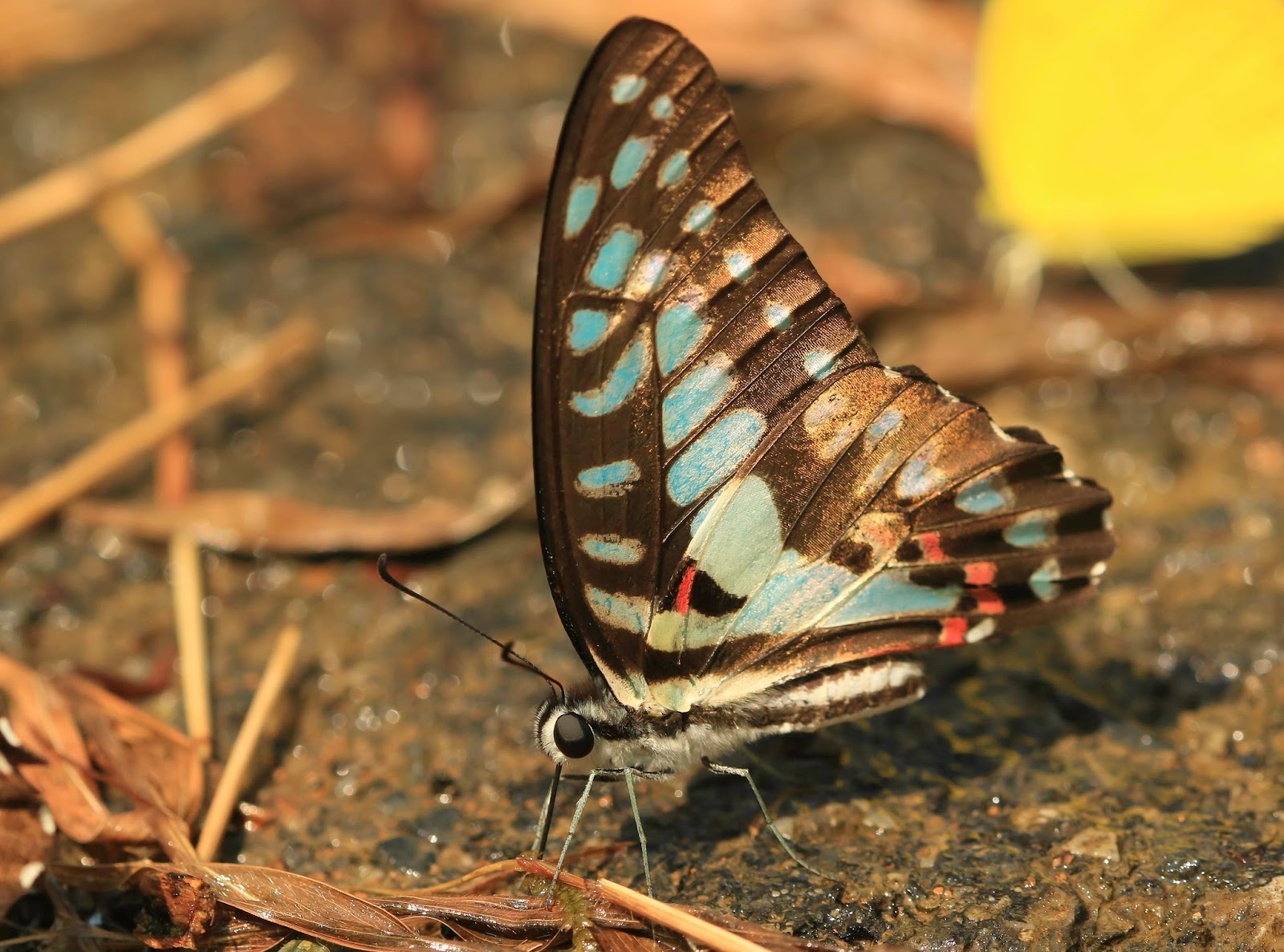 Butterflies of Vietnam: 77. Graphium doson axion (The Common Jay)