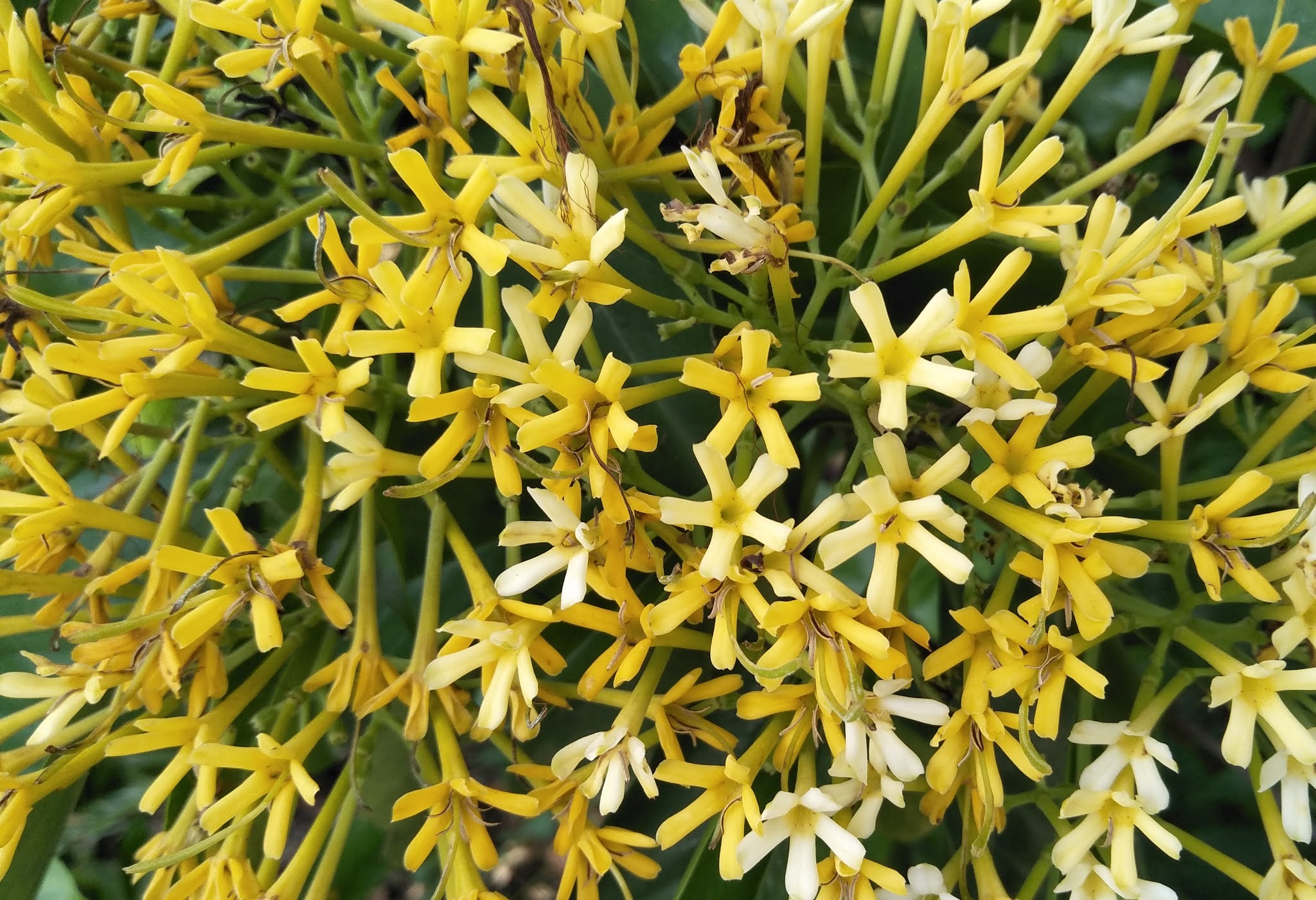 This Wonder-ful Life: River tarenna