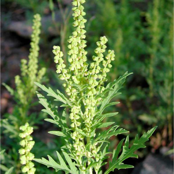 Flowers And Meanings: Ambrosia Flower Picture And Meaning