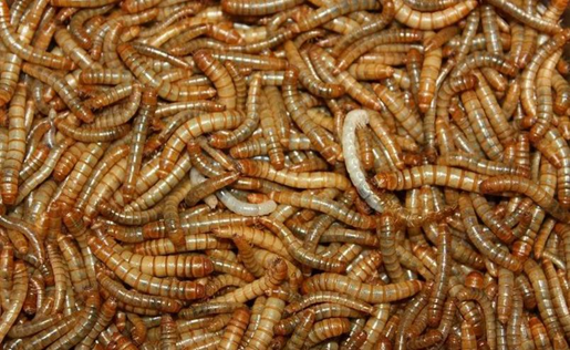 Higiene e Segurança Alimentar: REVOLUÇÃO DA PROTEÍNA: Larva é 1º inseto ...