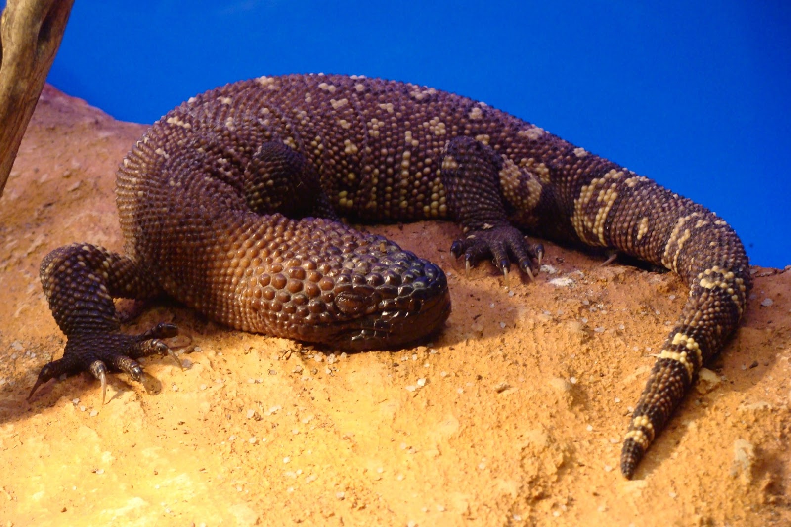 VARANOIDEA: VARANOS Y HELODERMAS