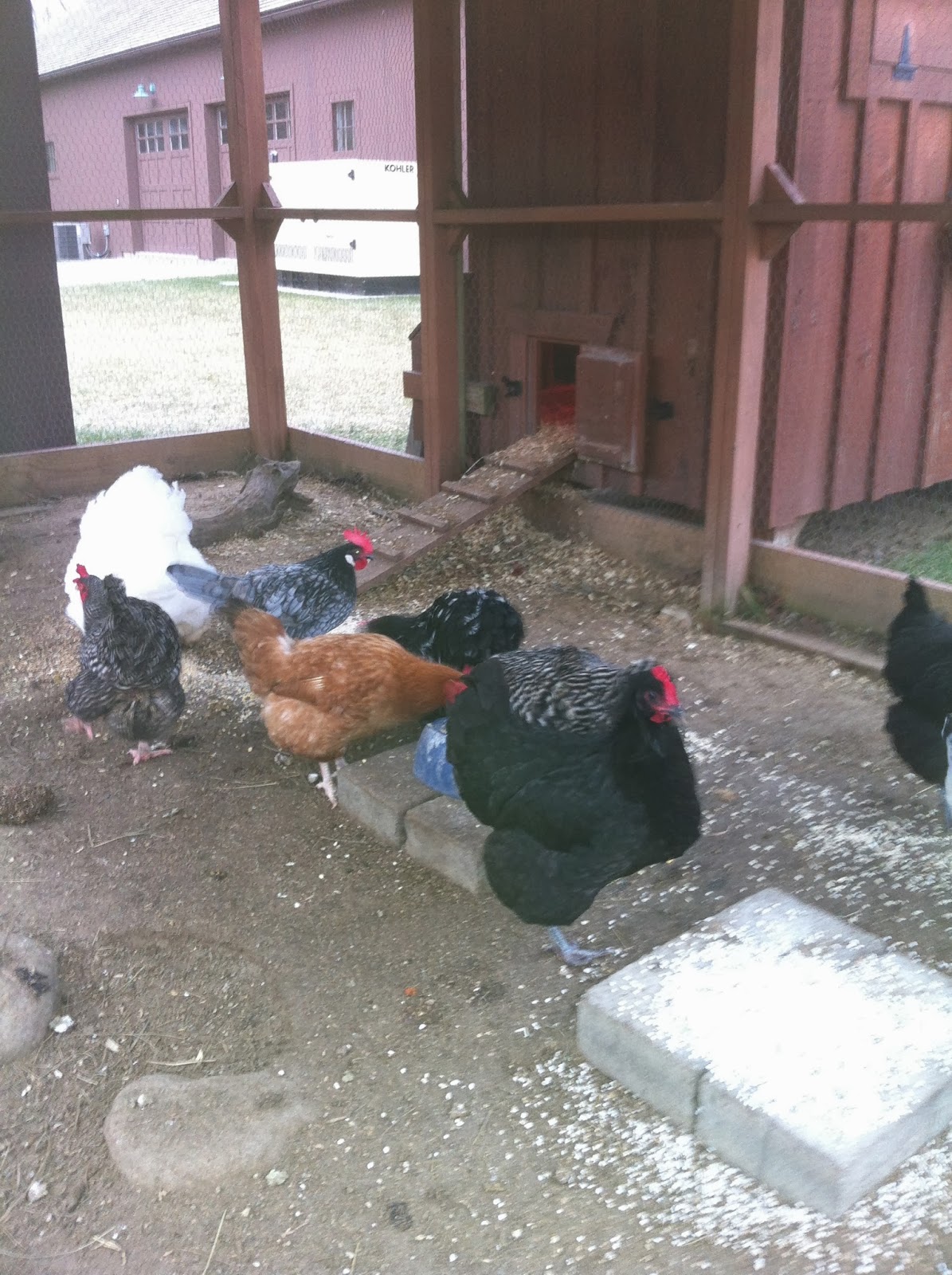 Why did the rooster cross the road? – This Old House 2