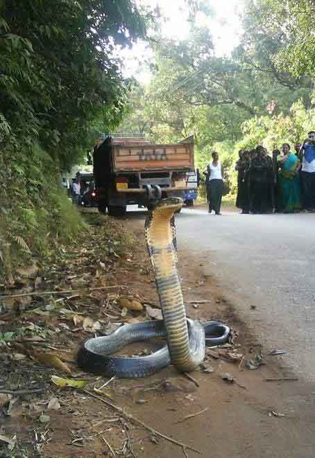 One, Three, Five and Seven headed cobras
