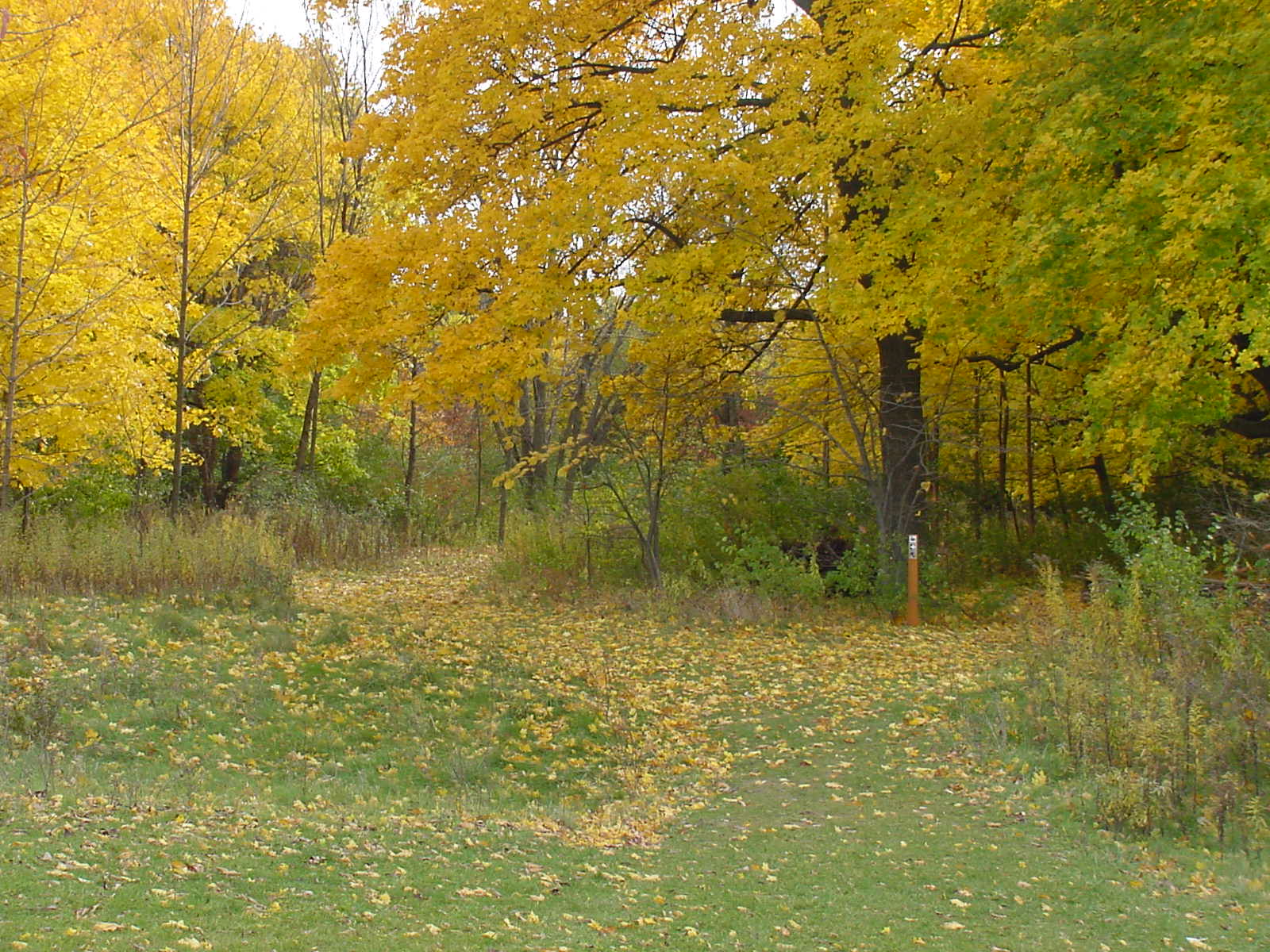 Day Hiking Trails: Trail heads through state forest in Milwaukee