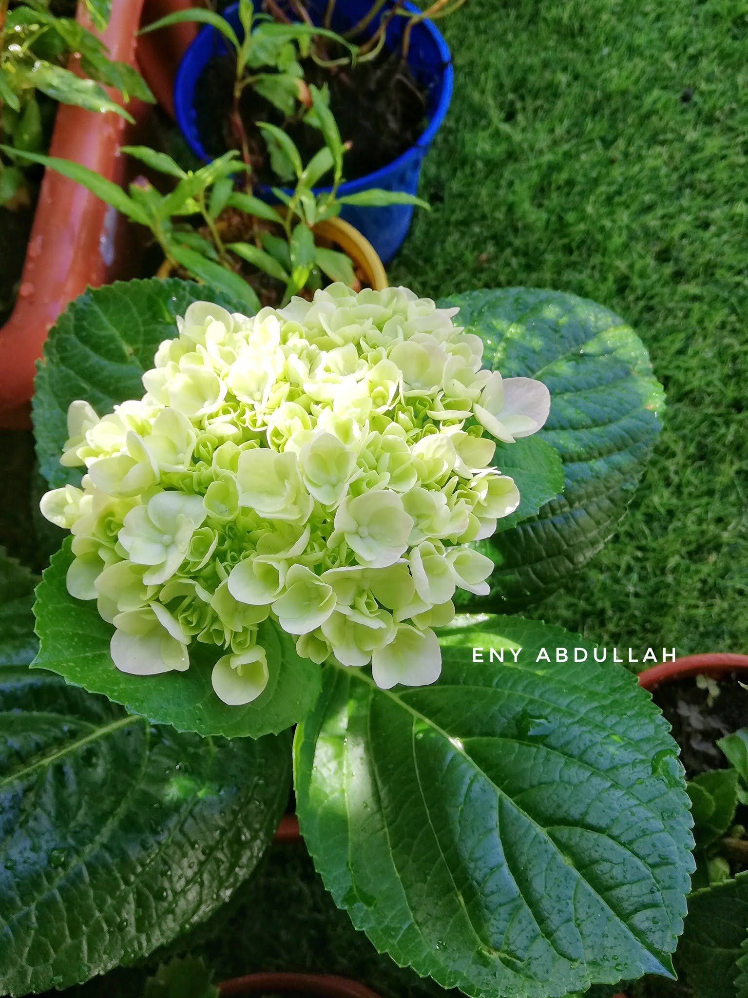 Berkebun Di Rumah : Tips Penjagaan Pokok Bunga Hydrangea