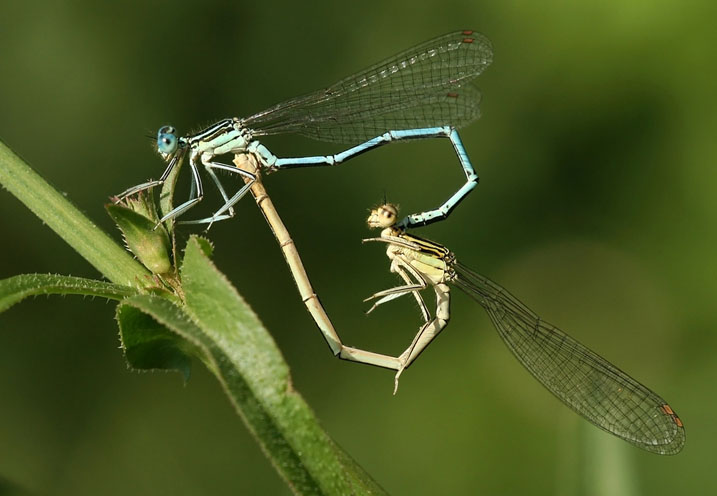 Capung, Serangga Penguasa Langit & Bawah Air | RE Tawon