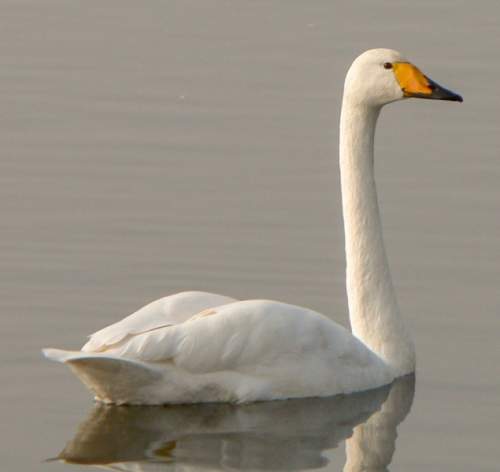 List of Indian swans - Images | Birds of India | Bird World