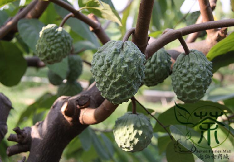 MYEXPERTSHUB AGRO CONSULTANCY LTD: CUSTARD APPLE (MATOMOKO); THE 1,000 ...