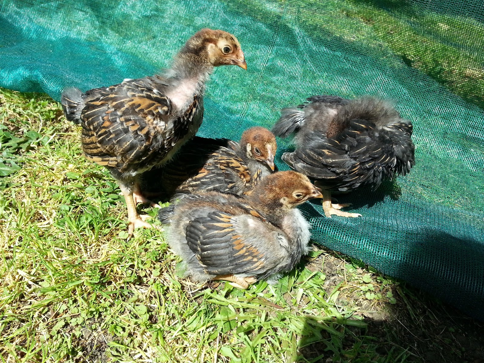 Cheeps and quackers: Introducing Chuck (the chicken duck)