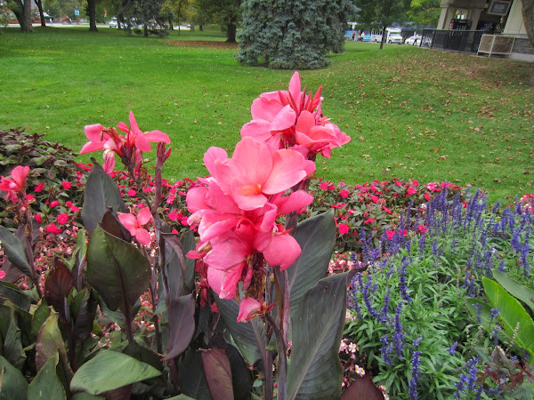 Canna índica o capacho, achira, lengua de dragón... | Plantas