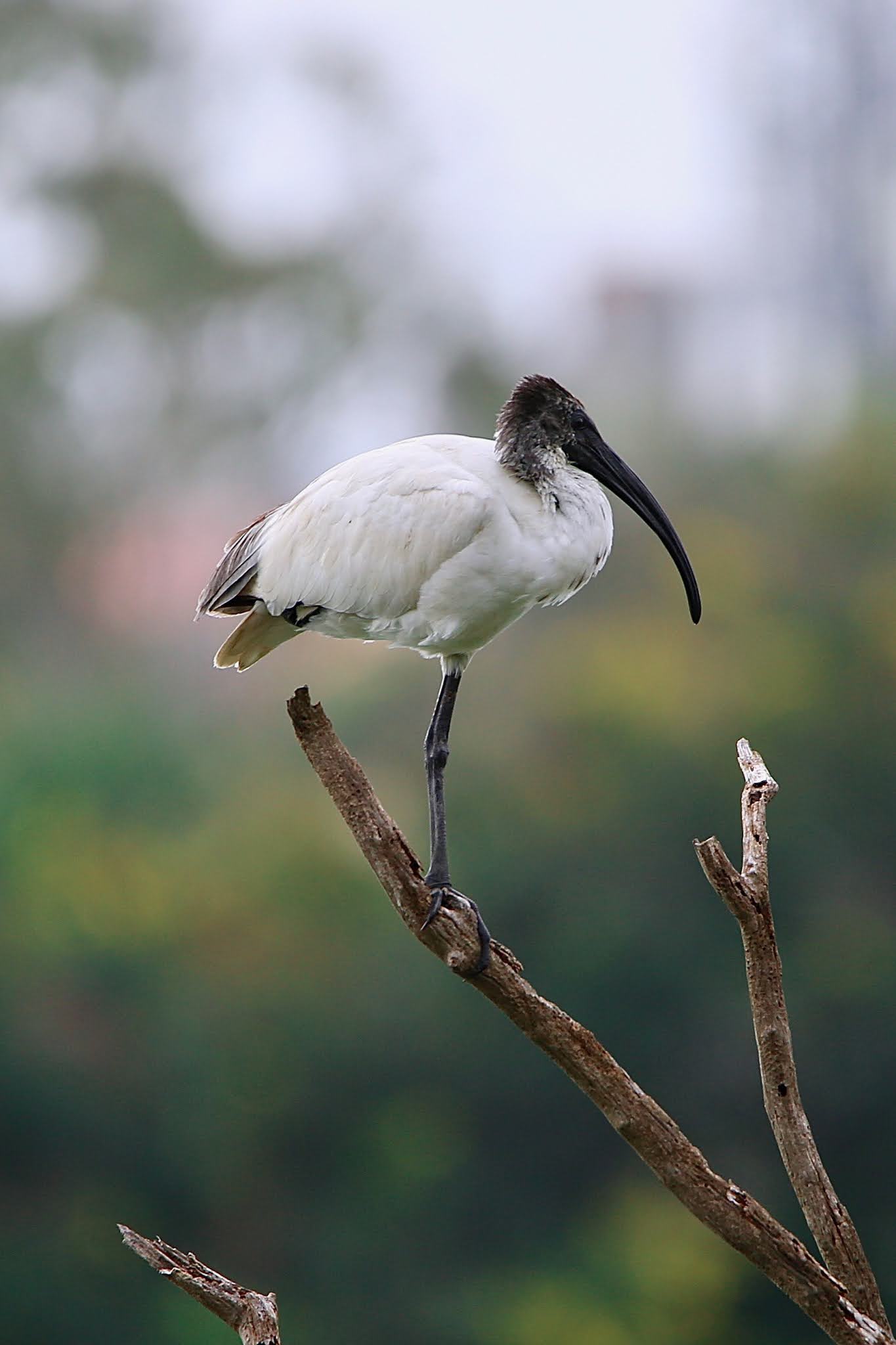 Black Headed Ibis Is a Large Waterbird