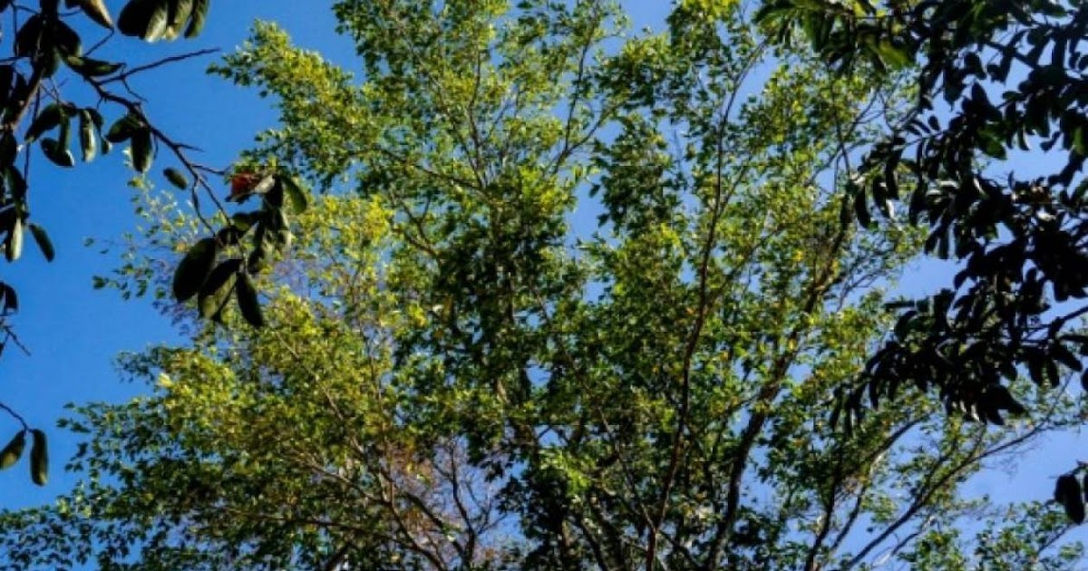 Guaimaro: Το μαγικό δέντρο που προστατεύει τον πλανήτη βρίσκεται στην ...