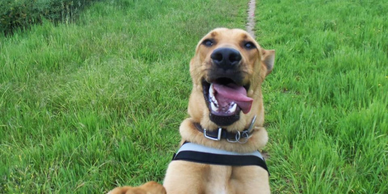 Imagini comice cu animale: funny animal selfies-21 Funniest Animal ...