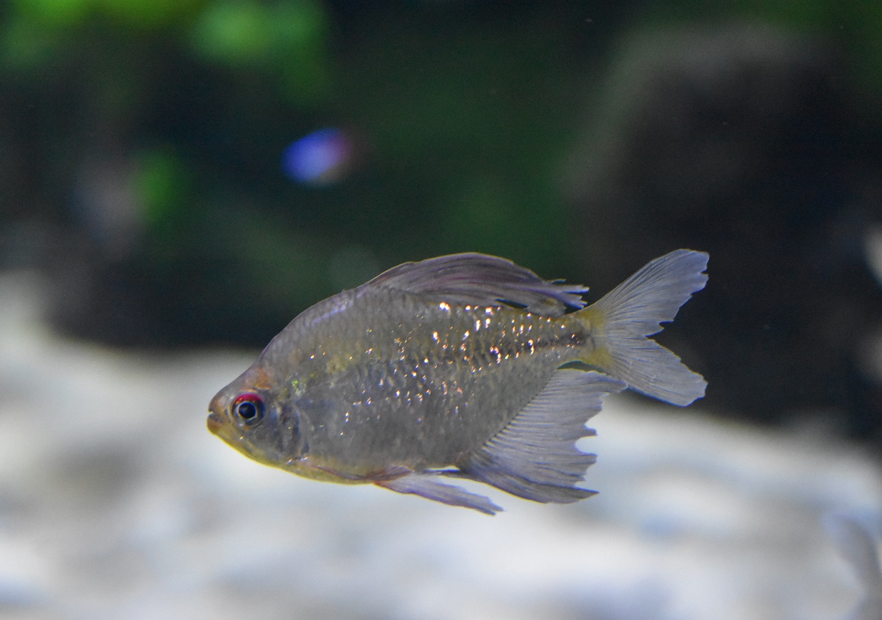 ZOOTOGRAFIANDO (6.100 ANIMALS): TETRA BRILLANTE / DIAMOND TETRA ...