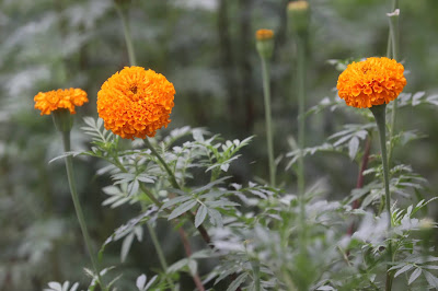 Top 10 Marigold flower || Galgota Flower Stock Photos - Photo Grapher