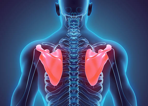 Omoplato” u “omóplato”? ¿Cómo debemos decirlo? ¿Son ambas opciones válidas?