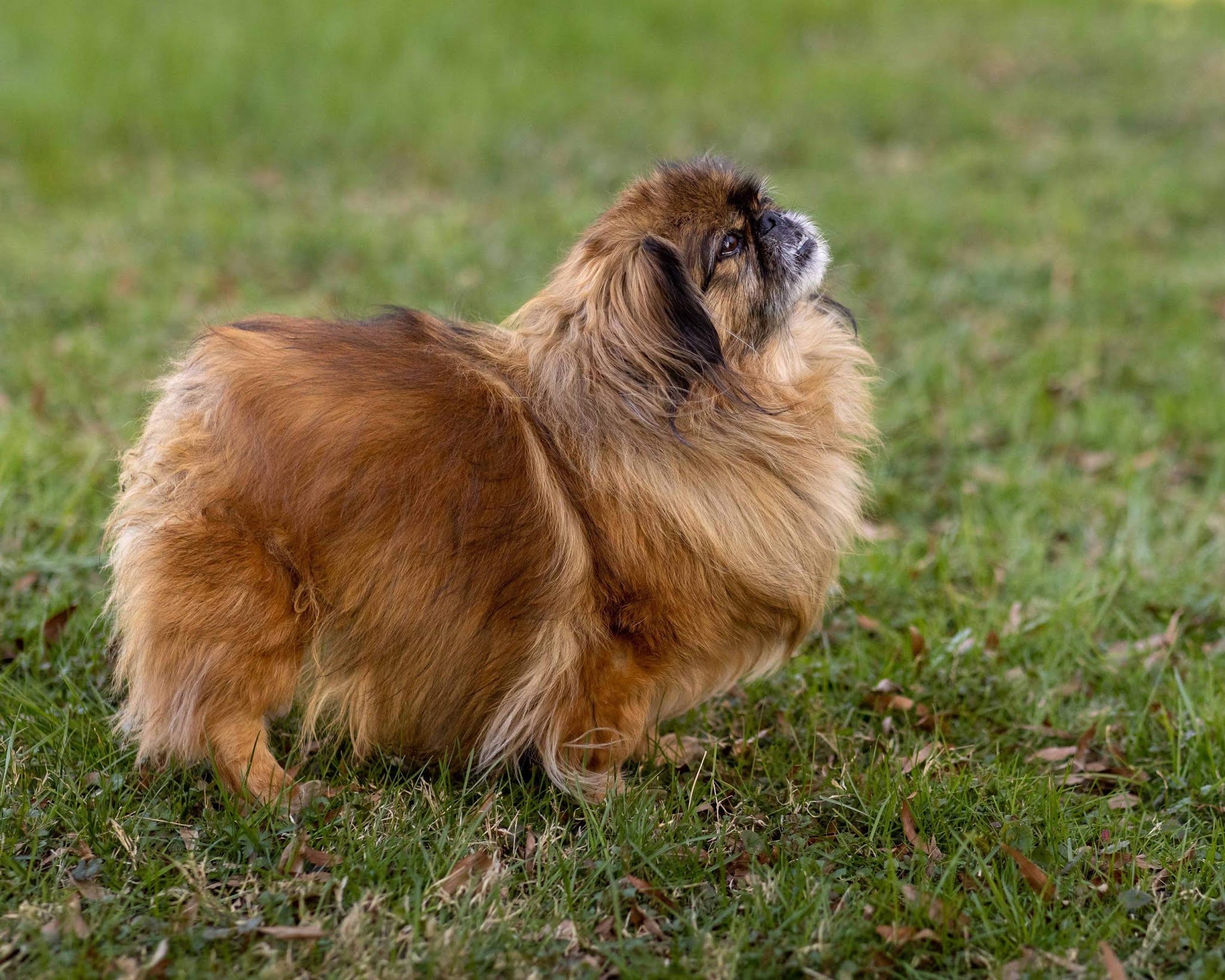 Must Love Pekes: SPRING AND PEKES