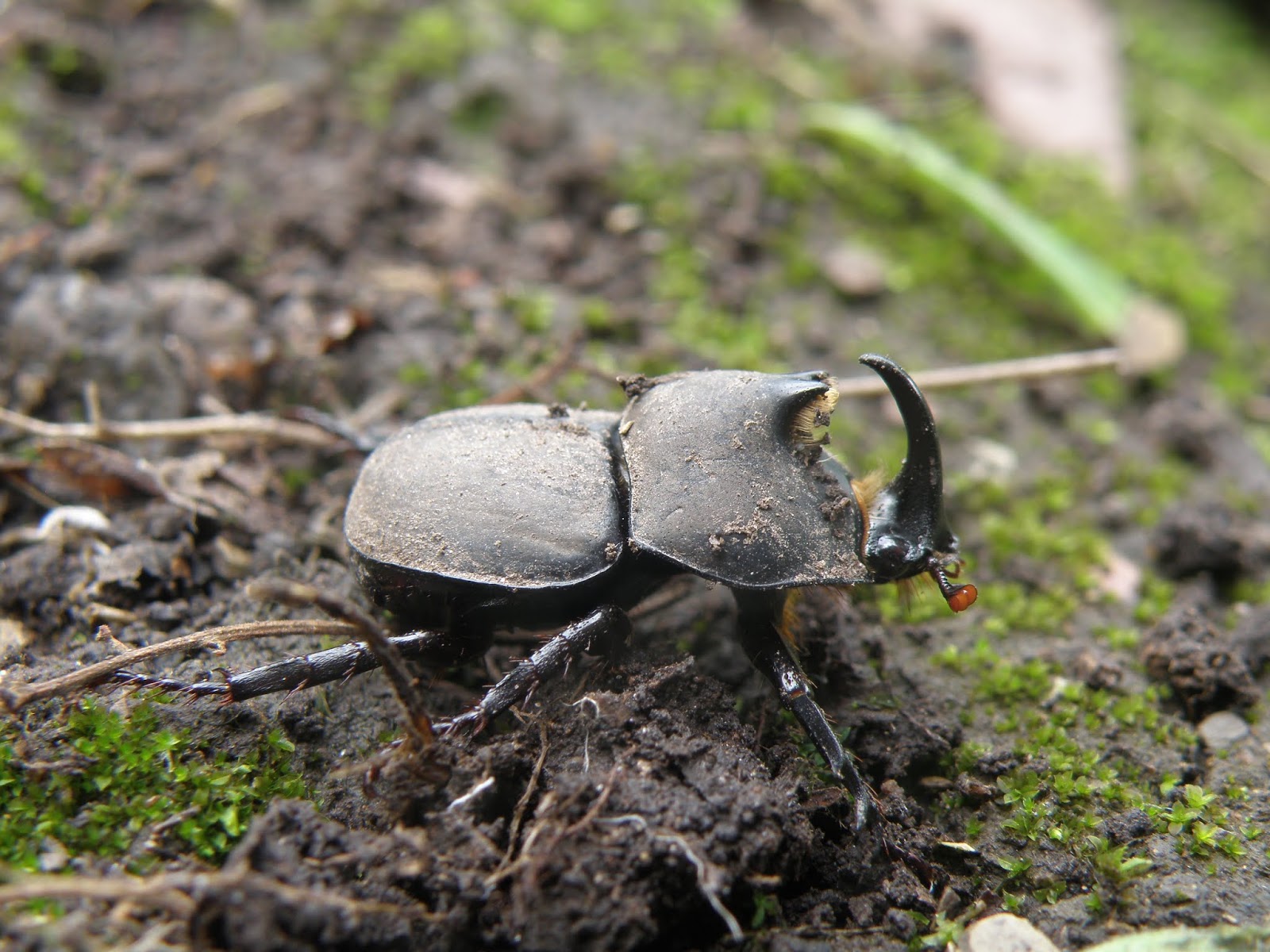 ALEJANDRO NEMEC FOTOGRAFIAS: ESCARABAJO RINOCERONTE