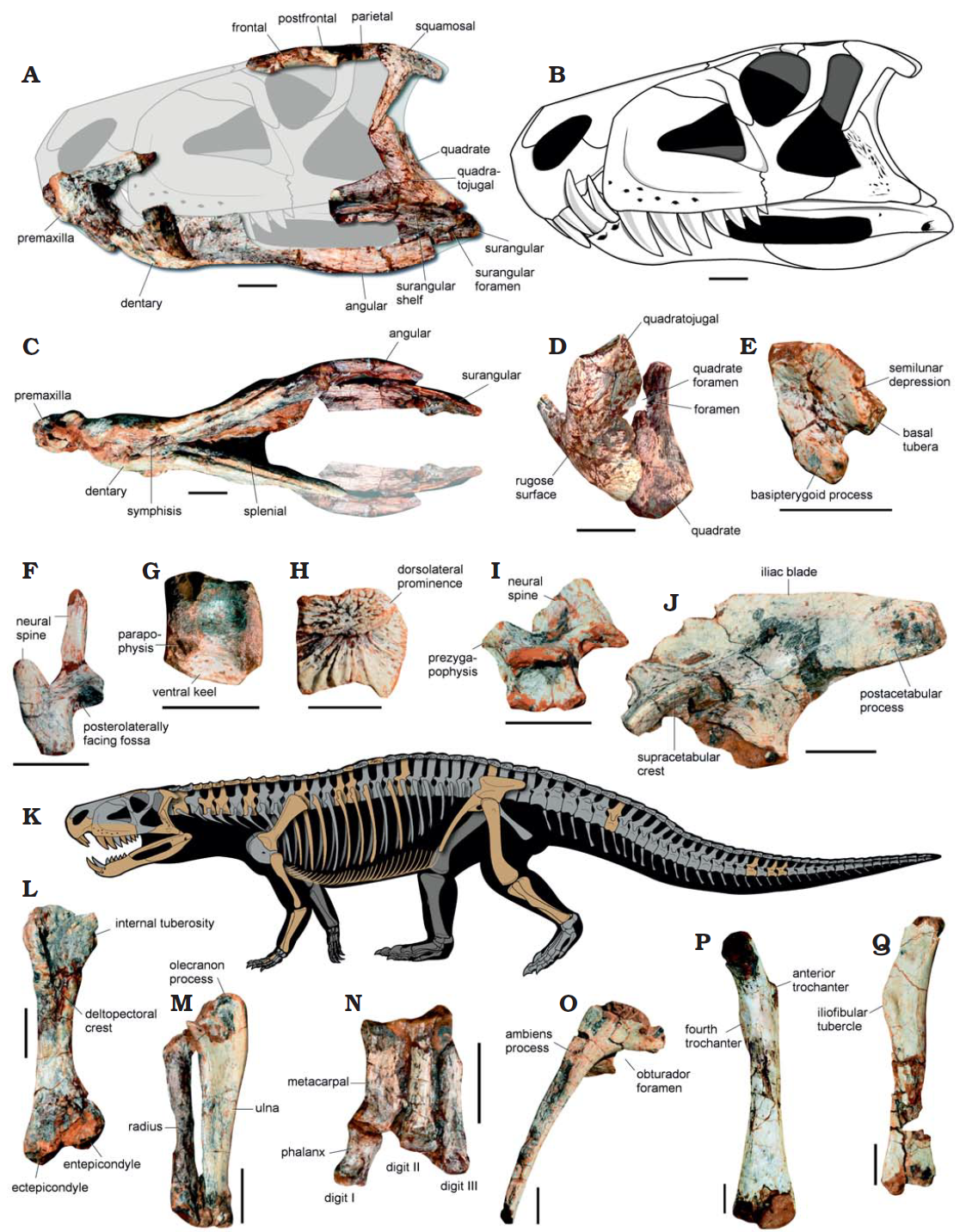 Sciency Thoughts: Dynamosuchus collisensis: A new species of ...