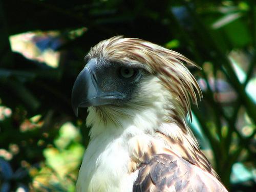 Make It Davao: Philippine Eagle - King of Philippine Skies