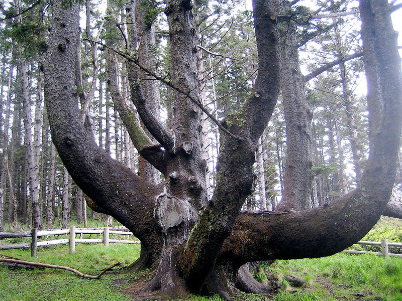 Octopus Tree of Oregon