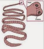 Kenali Jenis Cacing Yang Sering Menyerang Anak dan Cara Pencegahan ...