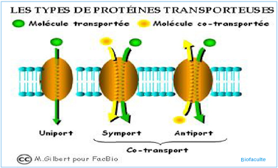 Transport membranaire | Bio faculté