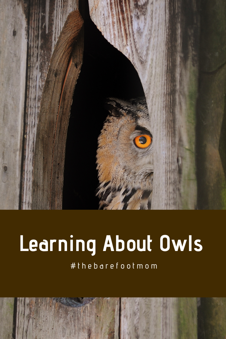 Learning About Owls