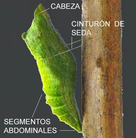 MARIPOSAS (BUTTERFLIES): LA CRISÁLIDA