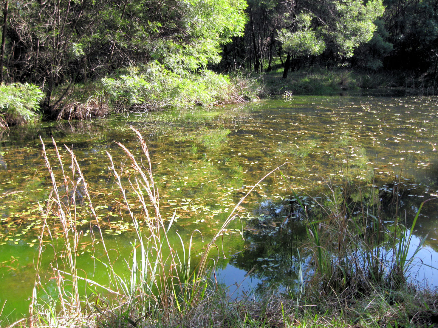 The Ponds Walk | Our Walks