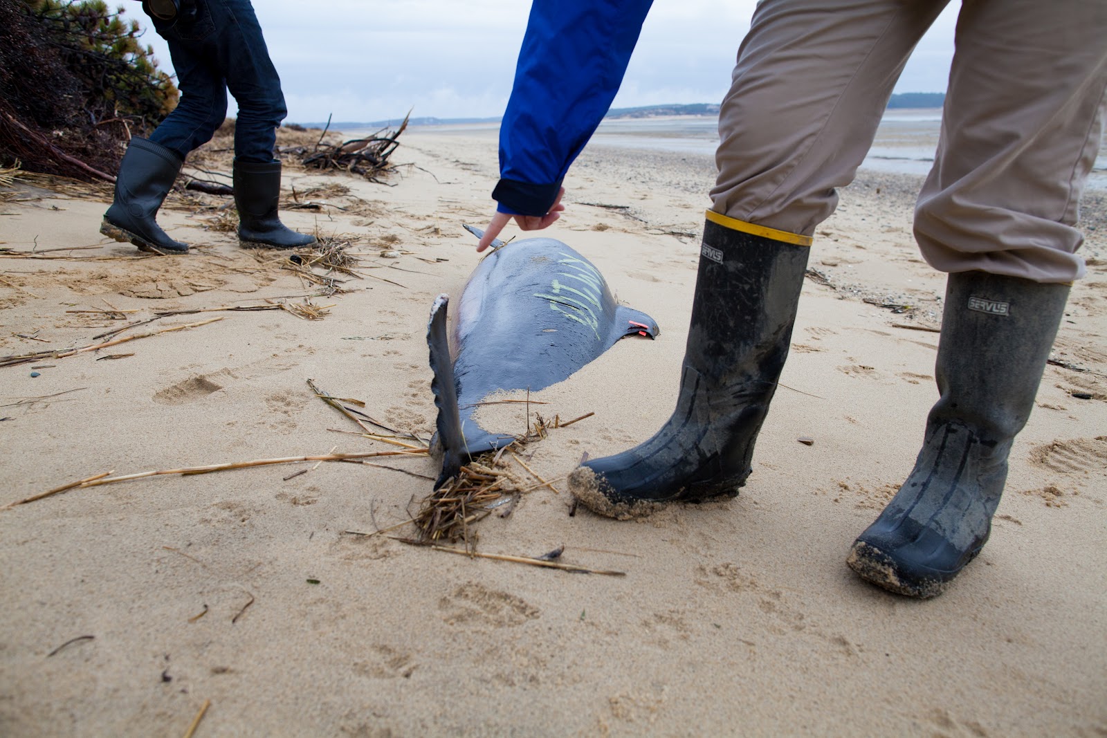 Courtney Sacco Photography: Dolphins Stranded on Cape Cod