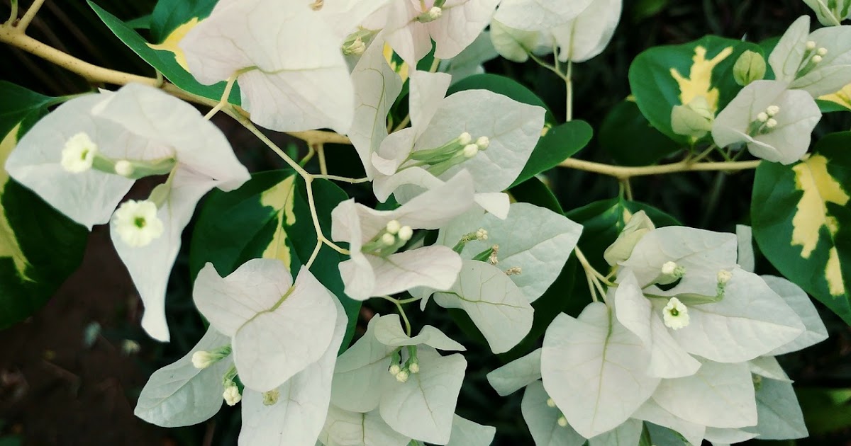 28+ Contoh Klasifikasi Bunga Bougenville yang Wajib Disimak ...