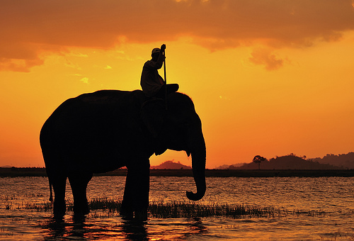 The Running Man: The Elephant vs. the Rider and How to Change