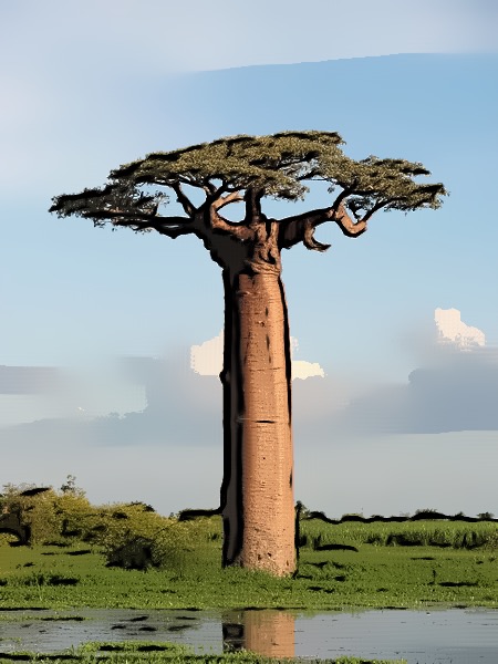 Baobá | Adansonia, Embondeiro, Calabaceira