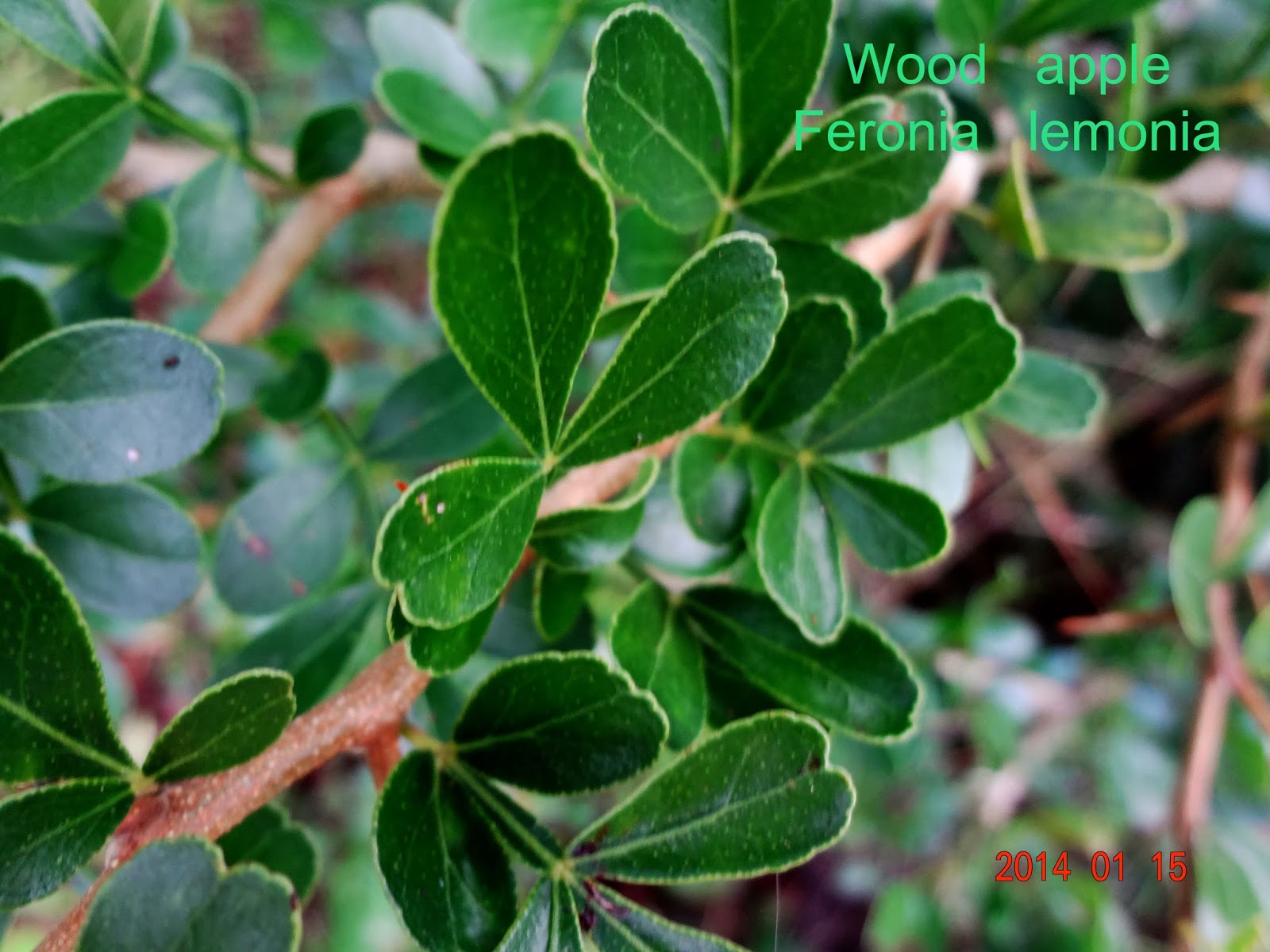 Feronia lemonia-Divul-දිවුල් - மரம் ஆப்பிள் - wood apple - Herbal ...