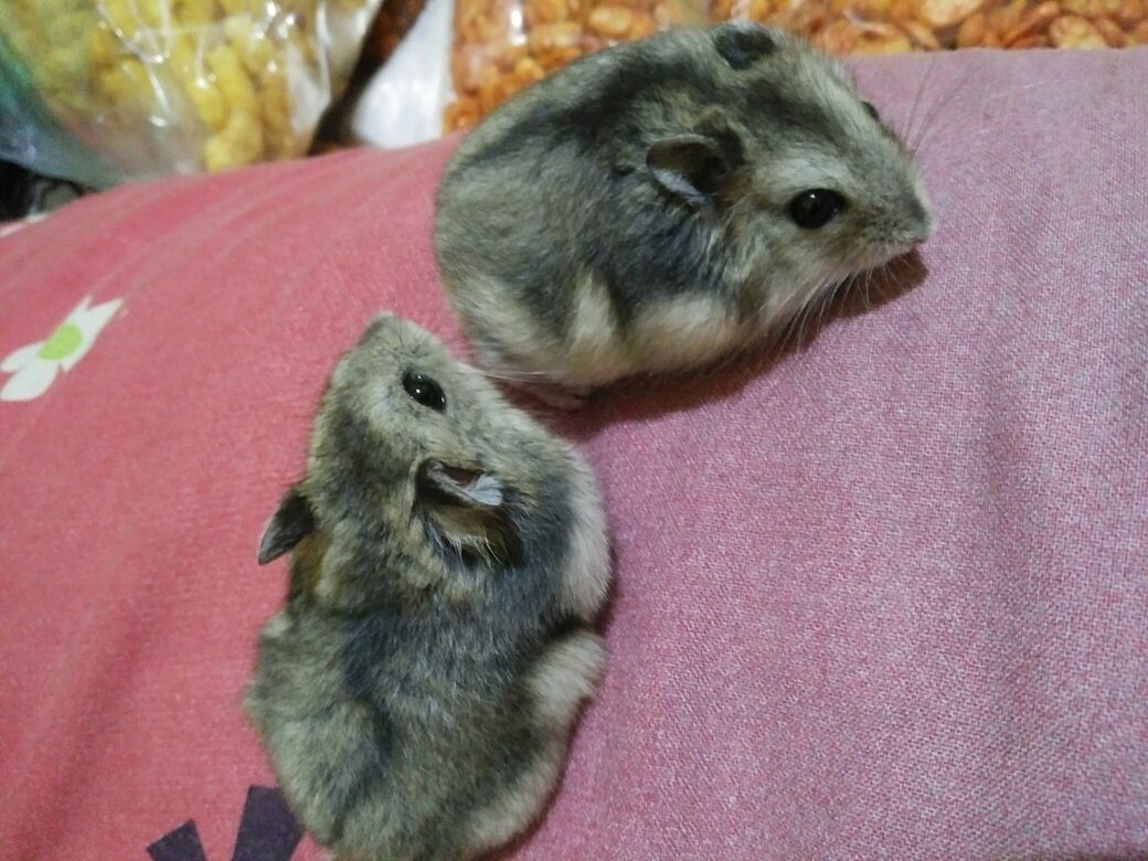 Jual Hamster Golden, Blue Argentie dan Gerbil: Hamster winter white saphire