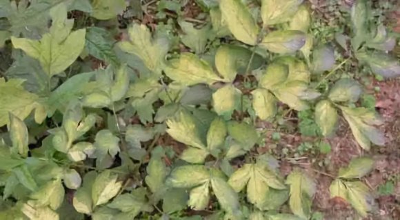 Paeonia Rockii: Common diseases and insect pests of tree peony