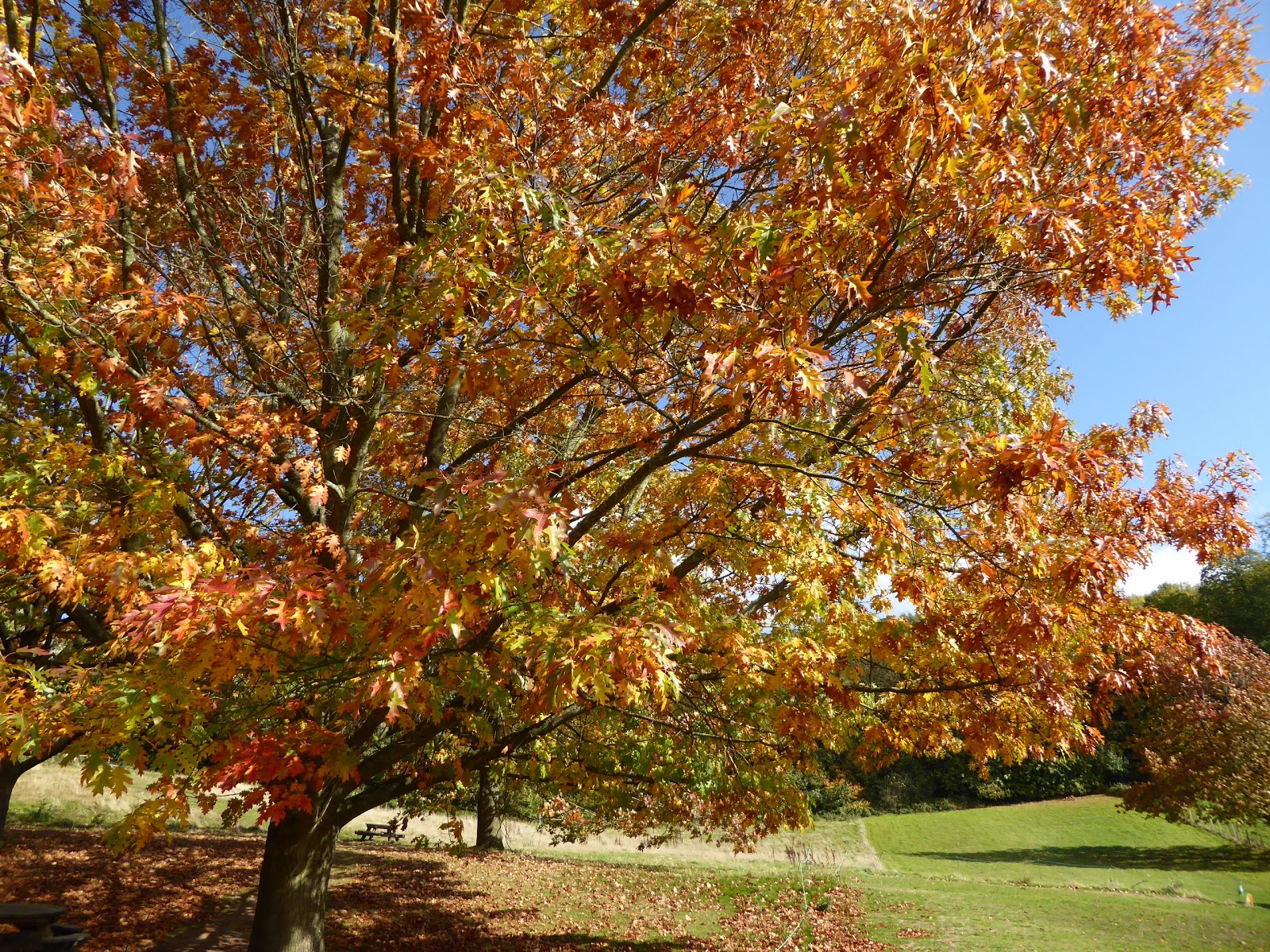 Jane's Journal: When the leaves turn red