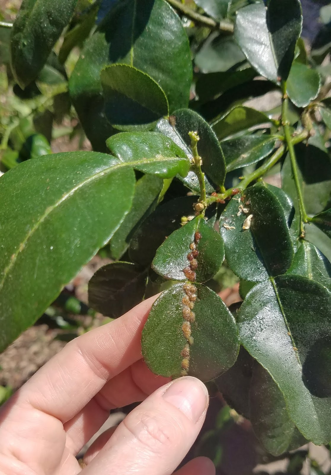 66 Square Feet (Plus): Growing Indoor Citrus - 22 Things You Should Know